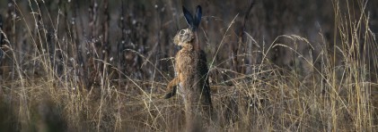 Labiola-Geschichten: Feldhase und Beilfleck-Widderchen - Kanton Aargau